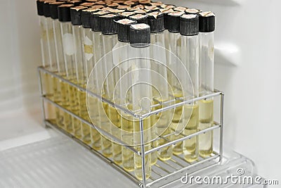 Laboratory Microbiology Bacteria Agar Tube In Incubator Quality Control ...