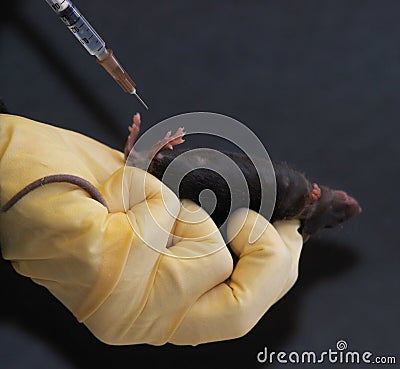 Laboratory Mouse Given Intraperitoneal Injection Royalty Free Stock ...