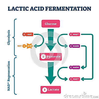 Lactic Acid Fermentation Process Scheme, Labeled Vector Illustration ...