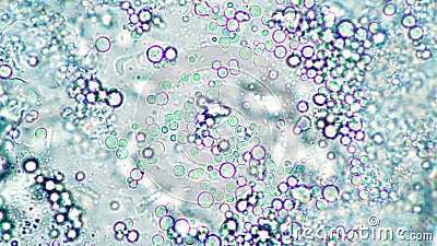 Lactobacilli of Dairy Product Bright Background of Microcosm in ...