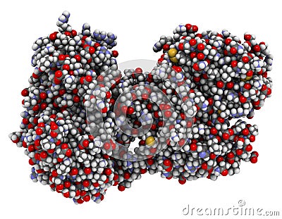 Lactoferrin Protein. Lactoferrin Is An Iron-binding Protein That Is ...
