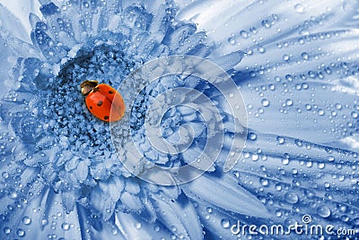 Ladybug stock photo. Image of meadow, lake, beetle, little - 5073644