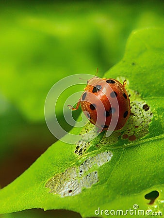 Ladybug Above On Green Leaves Background Stock Photography ...