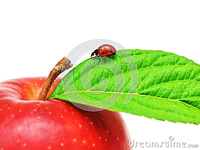 Ladybug On A Apple Leaf Stock Image | CartoonDealer.com #19889371