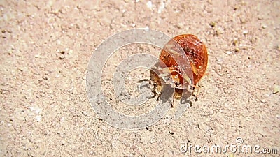 Ladybug Beetle Insect Struggling Upside Down on Its Back Stock Footage ...