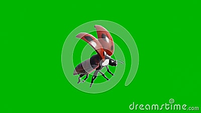 Ladybug Flying on Green Screen Stock Video - Video of life, wild: 268479757