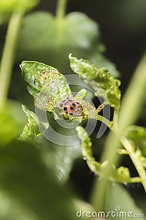 Ladybug Staying On The Tomato Leaf Stock Image | CartoonDealer.com ...
