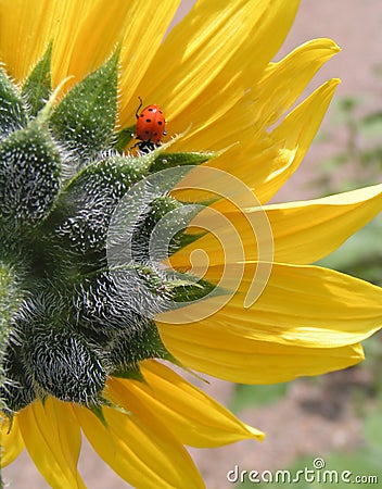 Ladybug And Sunflower Royalty Free Stock Images - Image: 101619