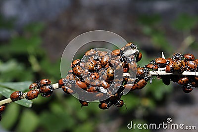 Ladybugs Close-up Royalty Free Stock Photo - Image: 280785
