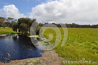 Lake In Paddock With Paperbark Trees Royalty-Free Stock Photo ...