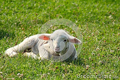 Lamb Lying In Pasture Royalty Free Stock Photos - Image: 19742368