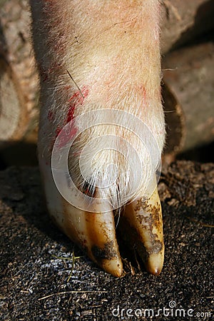 Lamb's Hoof Royalty Free Stock Images - Image: 30484639