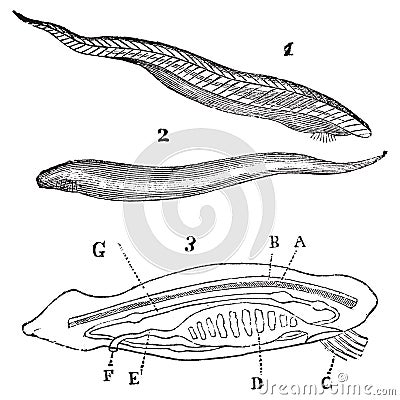 Lancelet Amphioxus Lanceolatus Top, Bottom And Inside View Vintage ...