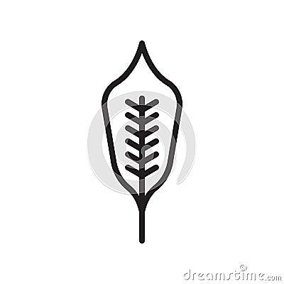 Lanceolate Icon Vector Sign And Symbol Isolated On White Background ...