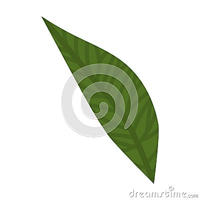Lanceolate Leaf Illustration | CartoonDealer.com #224279198