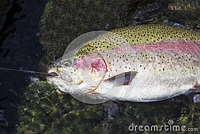 Landed Fish Stock Photo | CartoonDealer.com #26052390