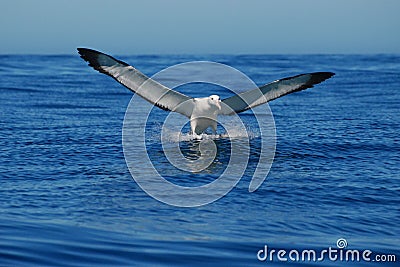 Landing Albatross- Front Stock Image - Image: 9057301