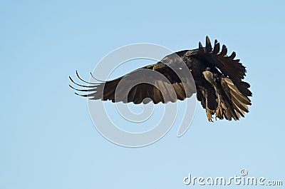 A Landing Common Raven Royalty Free Stock Photography - Image: 17340457