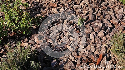 Landscaping. Top View of Tree Bark on a Plot Stock Video - Video of ...