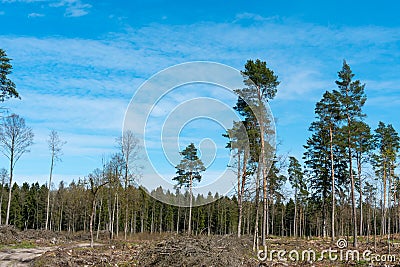 A Large Clearing With Stumps After Deforestation On The Background Of A ...