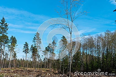 A Large Clearing With Stumps After Deforestation On The Background Of A ...