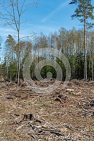 A Large Clearing With Stumps After Deforestation On The Background Of A ...