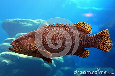 Large Cod Stock Image - Image: 4551991