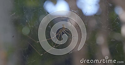 Large Daddy Long Legs Spider on Web with a Little Wind Stock Video ...