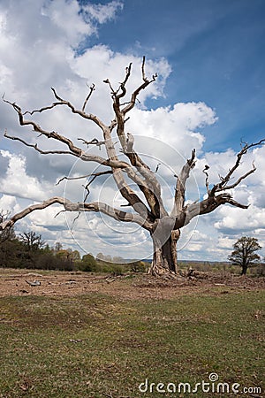 Large Dead Tree Stock Photography | CartoonDealer.com #72603848