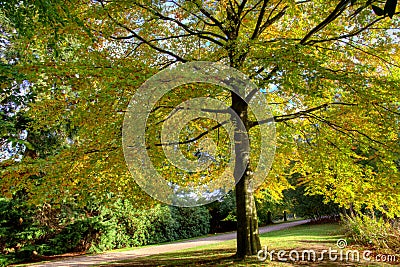 Large Elm Tree Stock Images - Image: 21749644