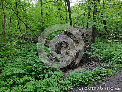 Large Fallen Tree With Upturned Roots In The Forest Stock Photo ...