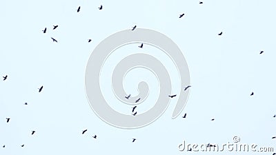 A Large Flock of Birds Flies in the Sky. a Group of Crows Migrate ...
