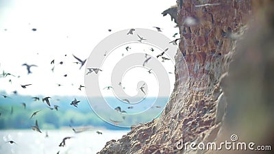 Large Flock of Birds Flying on the Cliff in Summer Day Over the River ...