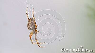 A Large Furry Spider, with a Beautiful Pattern Stock Video - Video of ...