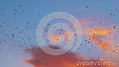 A Large Group of Flying Crows, Filmed in 4k Stock Video - Video of ...