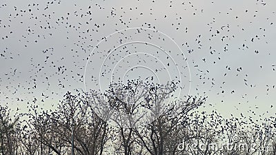 A Large Group of Flying Crows, Filmed in 4k Stock Footage - Video of ...
