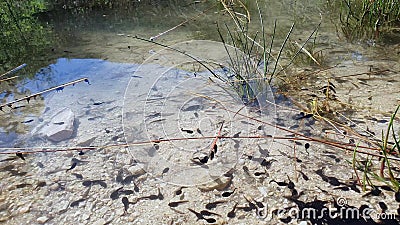 Large Group of Tadpoles in a Pond Stock Footage - Video of nature, frog ...