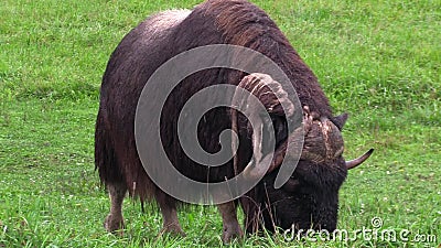 Large musk ox feeding stock video. Video of area, male - 77029507