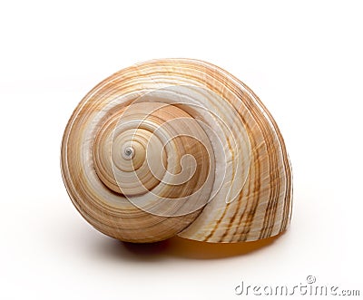 Large Ocean Snail Shell Stock Photo - Image: 46554363