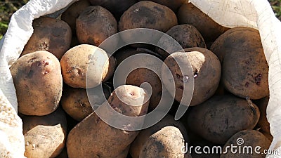 Large Potatoes In Bag. Huge Potato Harvest Close Up View Stock Footage ...