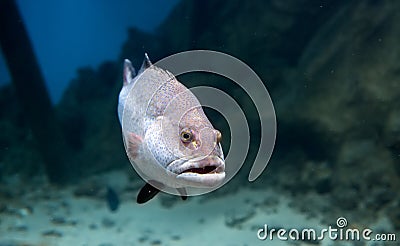 Large Predatory Fish Royalty Free Stock Photography - Image: 30407657