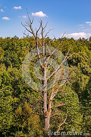 A Large And Prominent But Dead Tree Stock Image | CartoonDealer.com ...