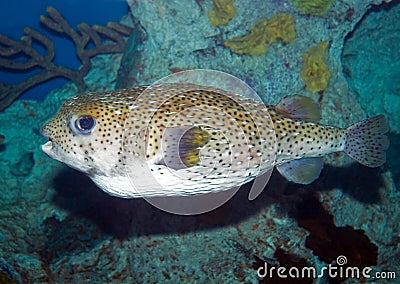 Large Puffer Fish Stock Photo - Image: 8708270