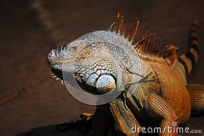 Large Scaly Lizard Face Stock Photo - Image: 7648920