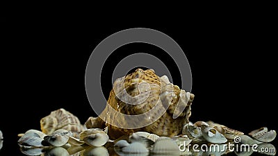 Large Shell Lies On Small Shells On A Black Background Stock Footage ...