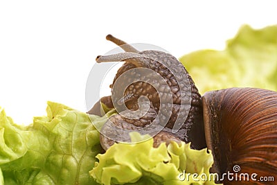 Large Snail Eating Salad Stock Images - Image: 10135534
