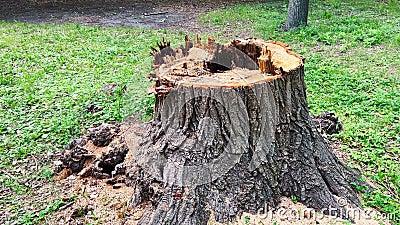 Large Stump of Felled Old Tree Rotting from Inside Stock Footage ...