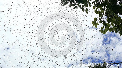 A Large Swarm of Locusts in the Sky. Stock Footage - Video of bevy ...