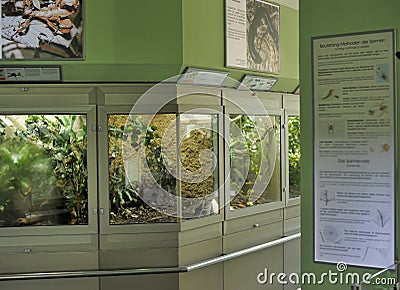 Large Terrariums With Insects Editorial Stock Photo - Image: 52225543