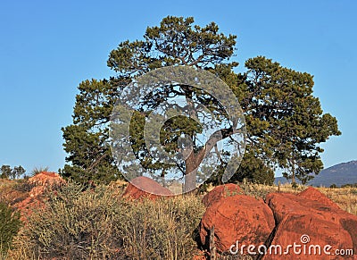 Large Tree Growing Through Red Desert Rocks Stock Photo - Image: 62850837